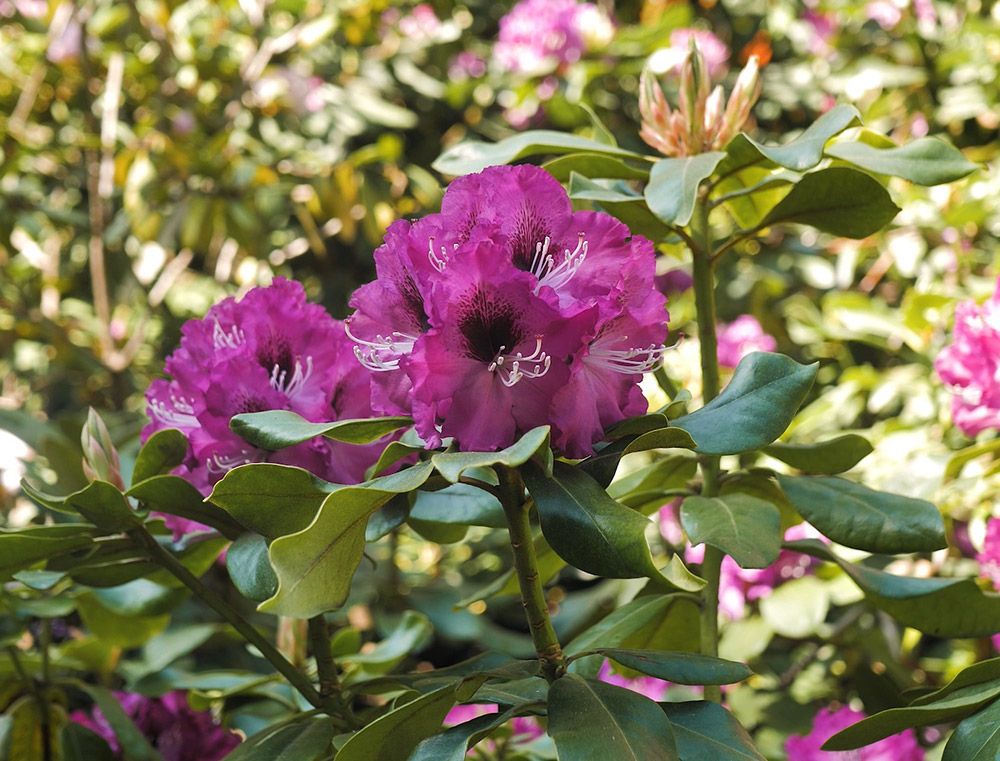Botāniskajā dārzā zied simtiem rododendru
